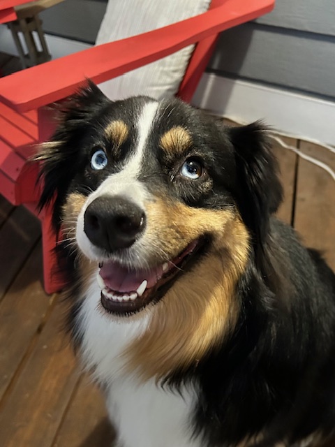 Our Shop Pup – Guy Town Bikes